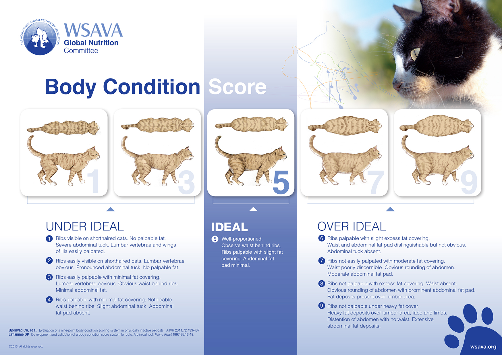 Maintaining a healthy weight for your cat | FEDIAF