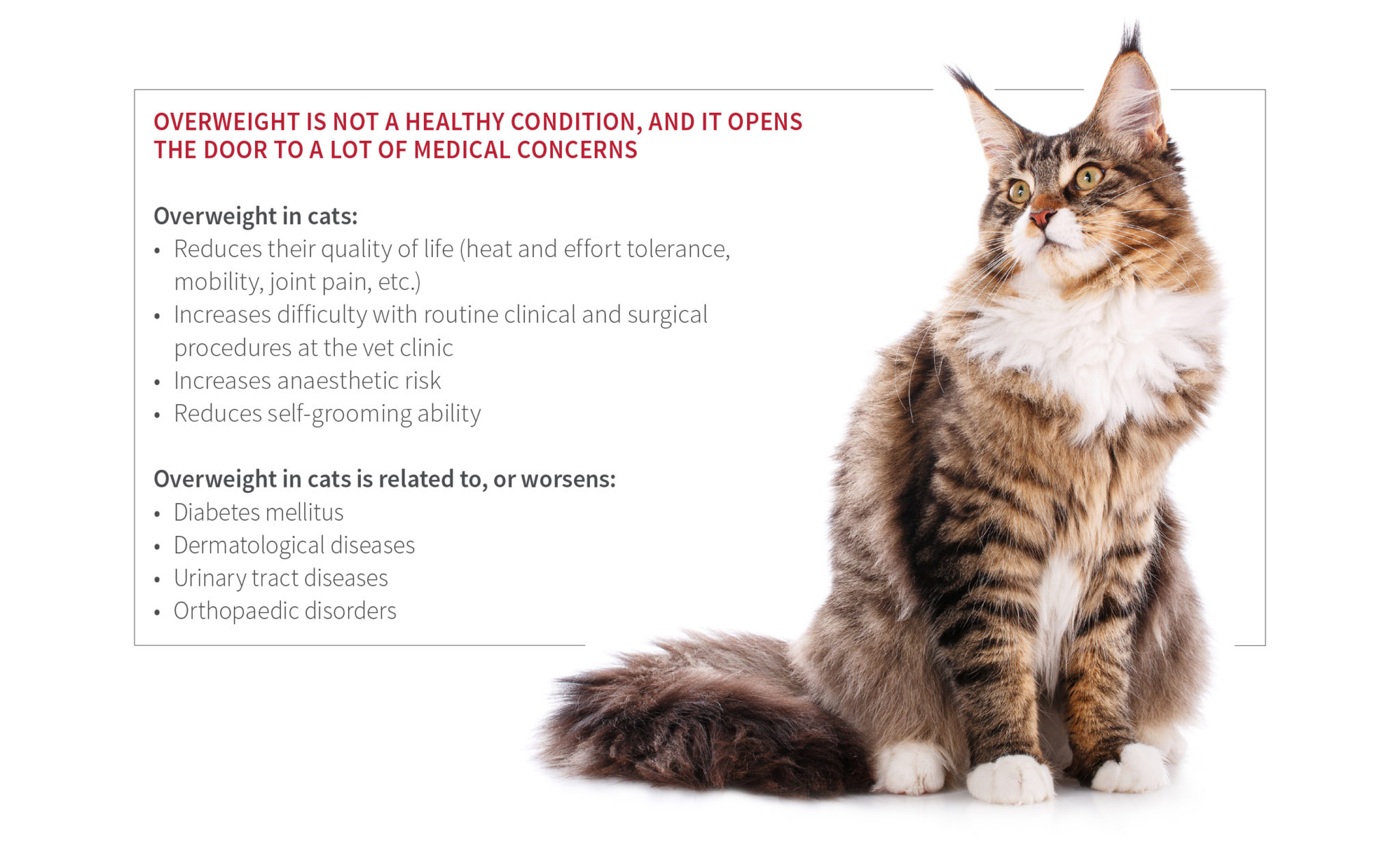 Maintaining a healthy weight for your cat | FEDIAF