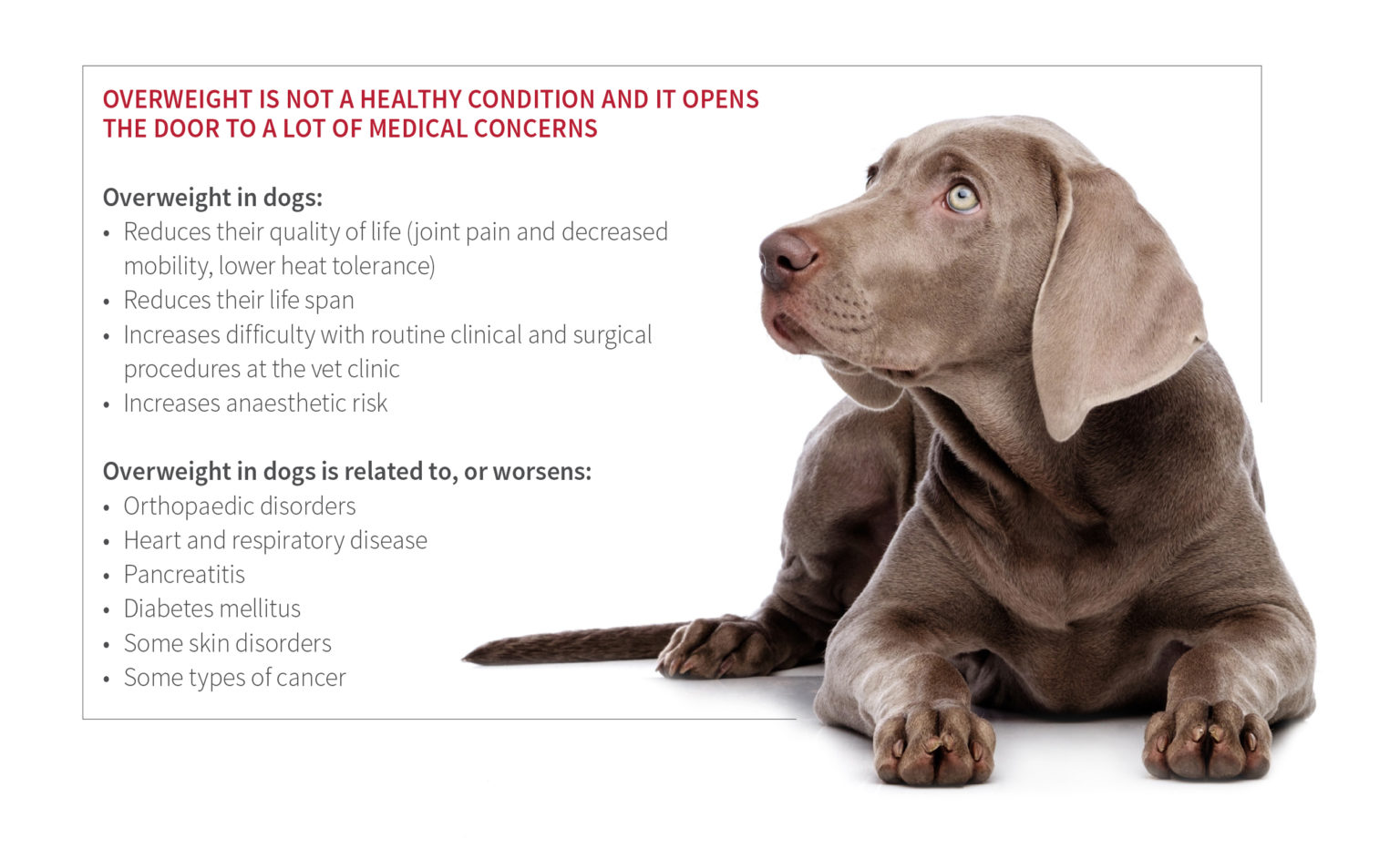 Healthy weight for dogs | FEDIAF